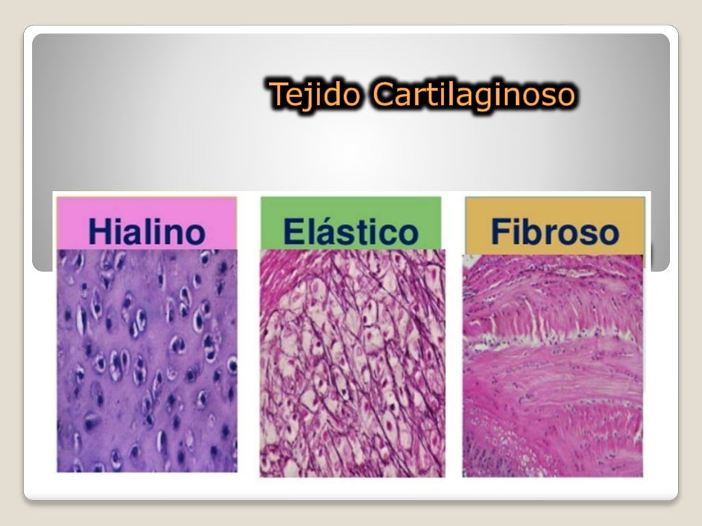 Tejido cartilaginoso
