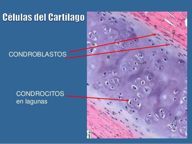 Tejido cartilaginoso