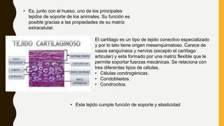 Tejido cartilaginoso | PPTX