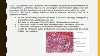 Tejido cartilaginoso | PPTX