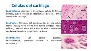Tejido cartilaginoso.pptx