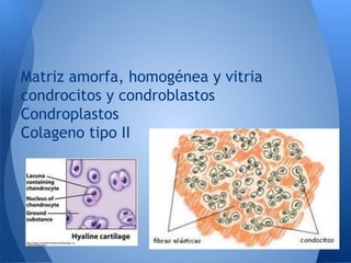 Tejido cartilaginoso.pdf