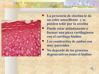 Presentacion del tejido cartilaginoso y sus funciones | PPTX
