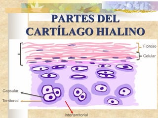 Histología - Tejido Cartilaginoso, cartílago | PPT