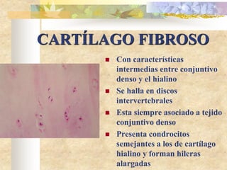 Histología - Tejido Cartilaginoso, cartílago | PDF