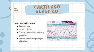 Anatomia completa del Tejido Cartilaginoso | PDF