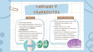 Anatomia completa del Tejido Cartilaginoso | PDF