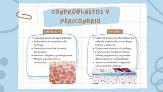 Anatomia completa del Tejido Cartilaginoso | PDF