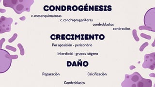 Tejido Cartilaginoso apuntes para histologia | PDF