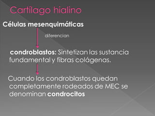 Tejido cartilaginoso 2015 | PDF