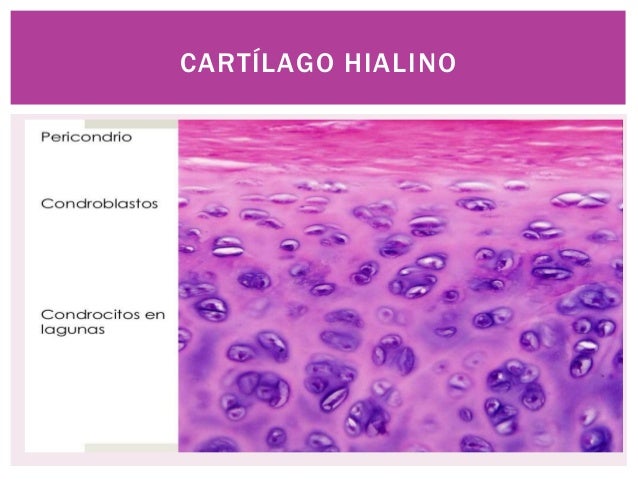 Tejido cartilaginoso