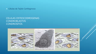 Tejido cartilaginoso | PPTX