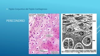 Tejido cartilaginoso | PPTX