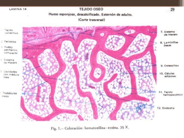 Tejido cartilaginoso y óseo
