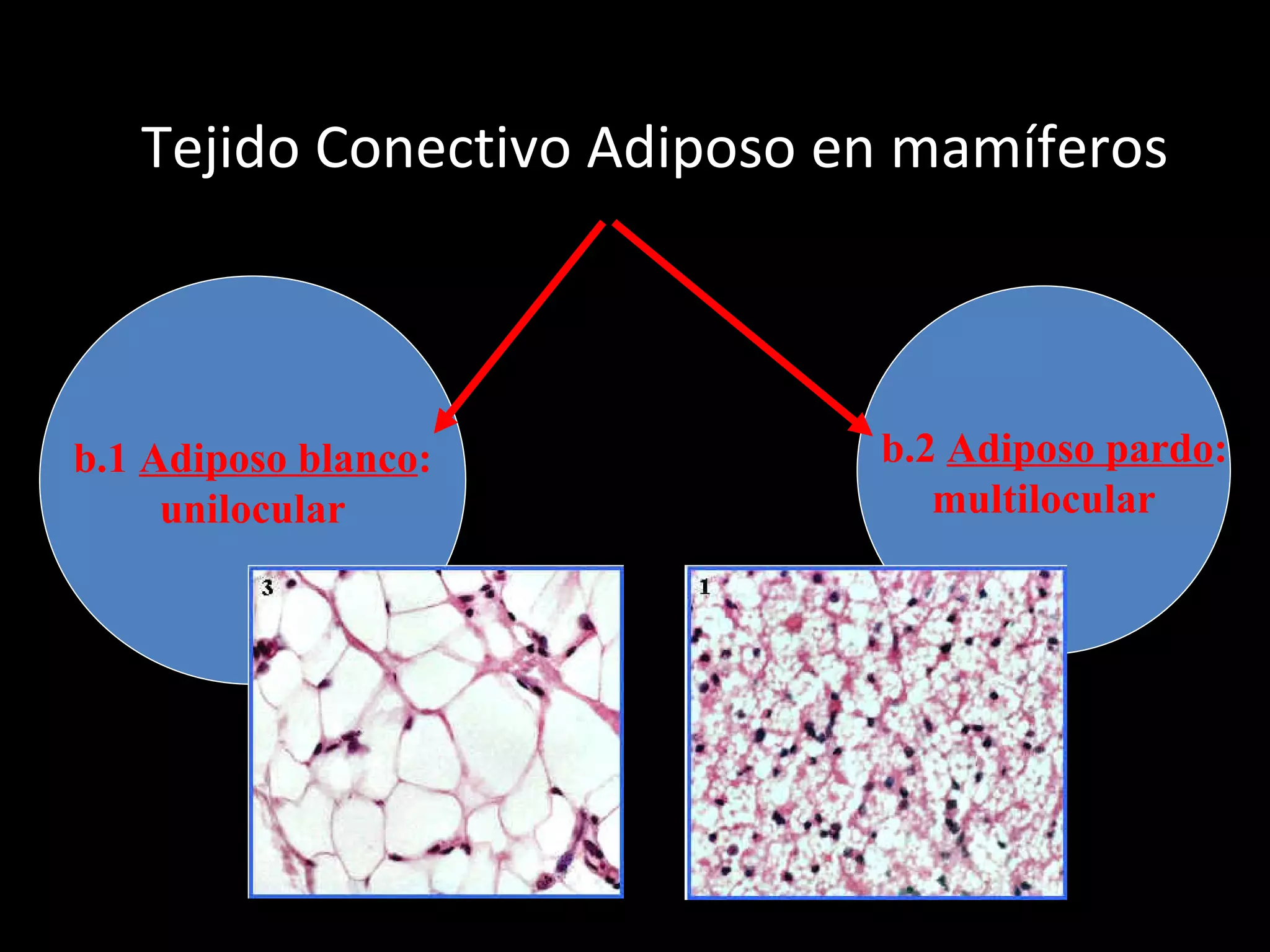 Tejido Conectivo 3 Ppt