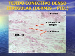 Tejido Conectivo | PPT