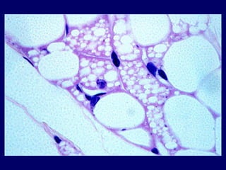 Histología - Tejido conectivo - Dr. Requena | PPT