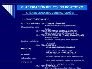 Histología - Tejido conectivo - Dr. Requena | PPT
