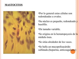 Tejido conectivo | PPT