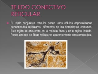 Tejido conectivo | PPTX