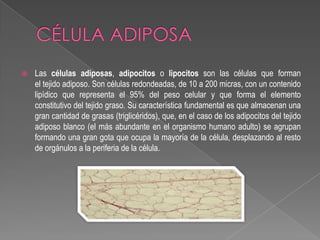 Tejido conectivo | PPTX