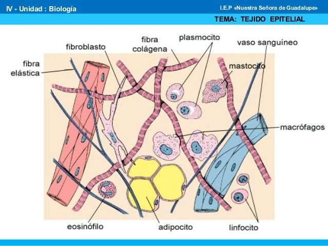 Tejido Conectivo