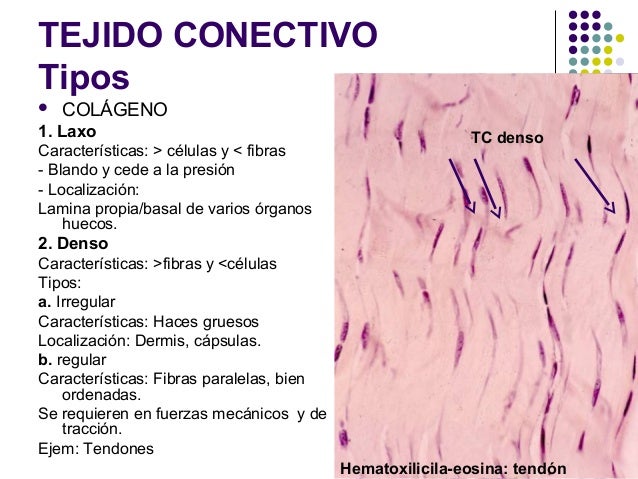 Tejido conectivo