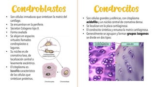 Tejido Conectivo - Histología | PDF