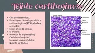 Tejido Conectivo - Histología | PPT