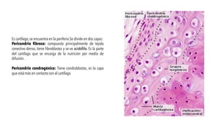 Tejido Conectivo - Histología | PPT
