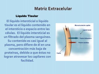 Tejido Conectivo General | PPTX