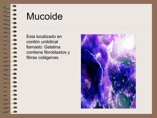 Tejido Conectivo A | PPT