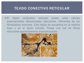 Tejido conectivo, conjuntivo o de sostén | PPTX