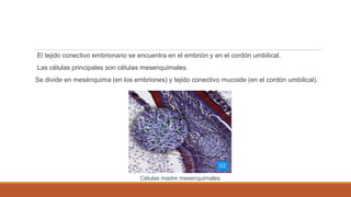 Tejido Conectivo Embrionario.pdf
