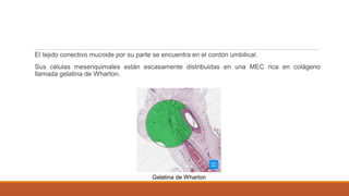 Tejido Conectivo Embrionario.pdf