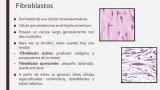 Tejido conectivo kelsey | PPTX