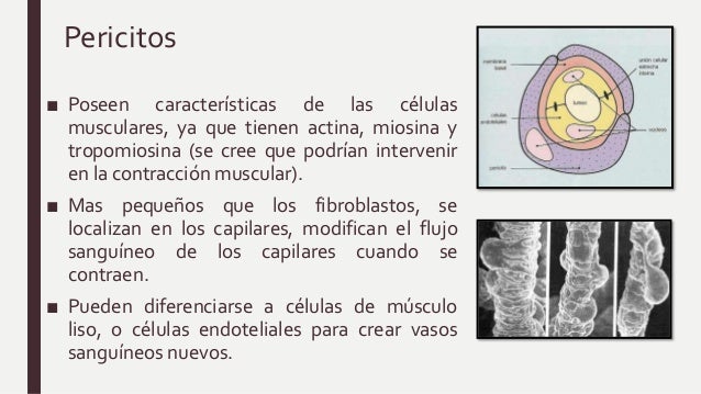 Tejido conectivo kelsey