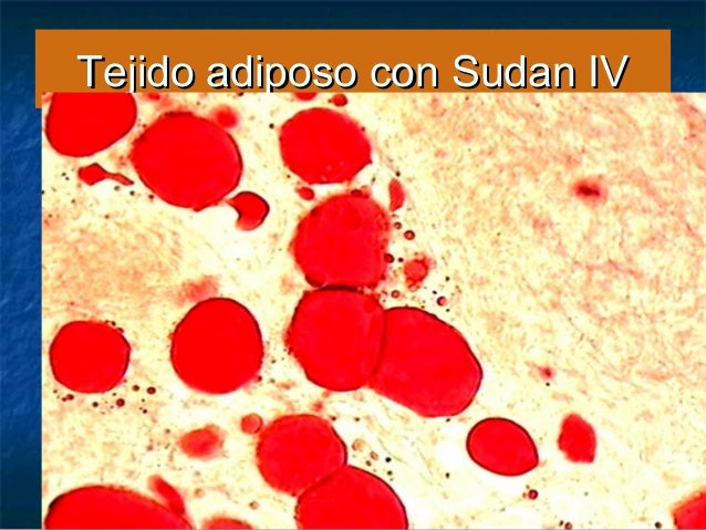 Tejido Conect Y Adip