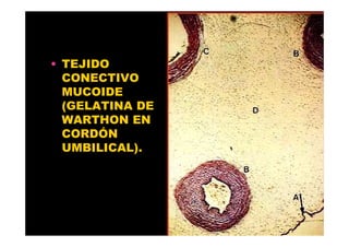 Tejido conjuntivo | PDF