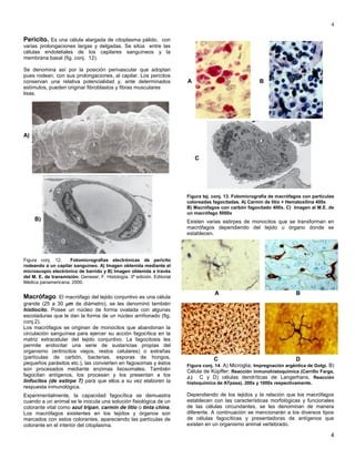 Tejido conjuntivo | PDF