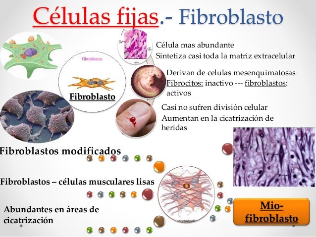 Histología Tejido conjuntivo o conectivo