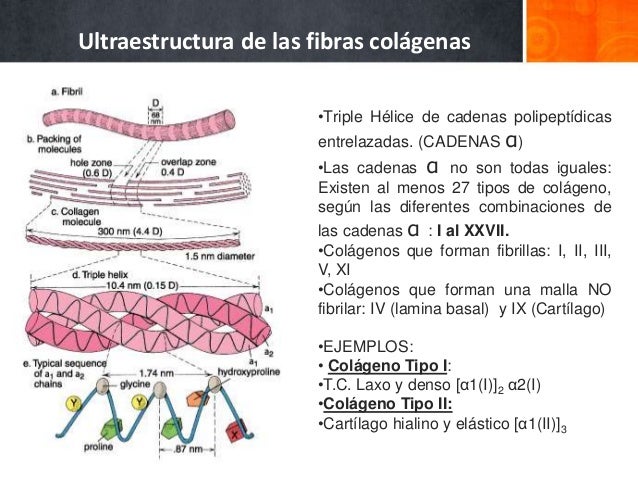 Histología Tejido conjuntivo o conectivo