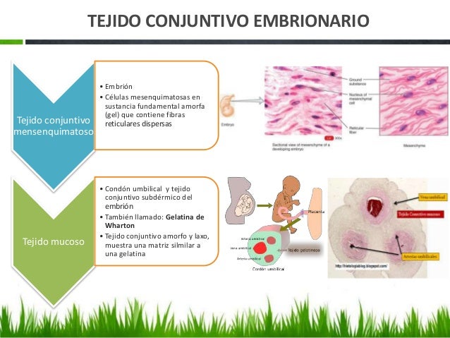 Histología Tejido conjuntivo o conectivo