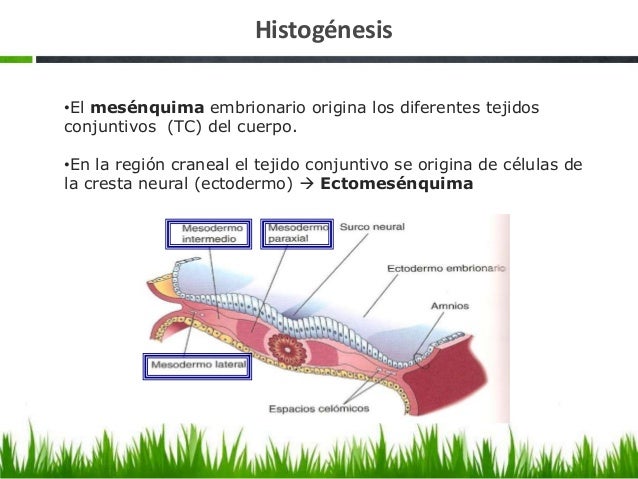 Histología Tejido conjuntivo o conectivo Histología Tejido conjuntivo o conectivo