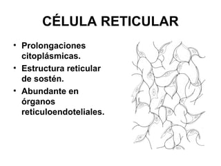 Tejido conjuntivo | PPT