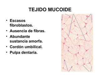 Tejido conjuntivo | PPT