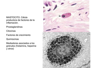 TEJIDO CONJUNTIVO Y SUS DETALLES, PRESENTACIÓN | PPT