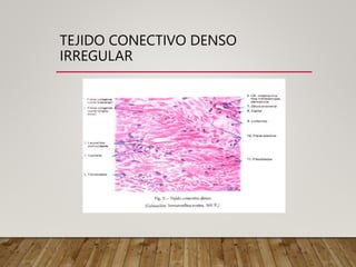 TEJIDO CONJUNTIVO, FUNCIONES Y COMPONENTES | PPTX