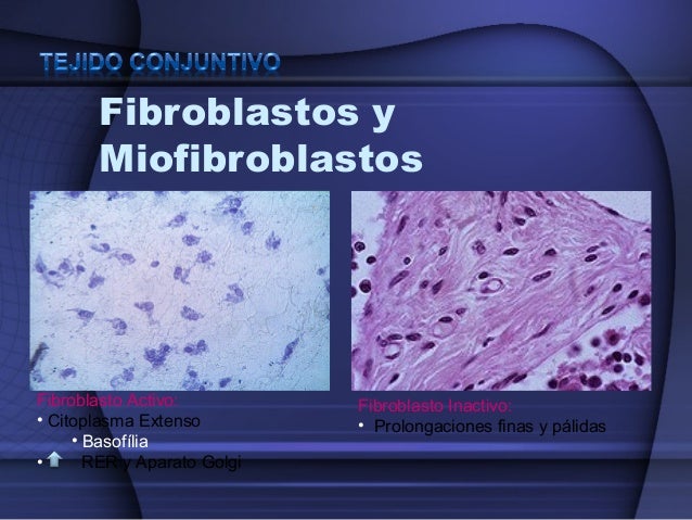 Tejido conjuntivo 1a