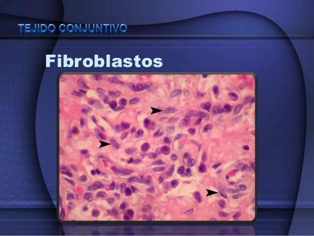 Tejido conjuntivo 1a